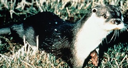 Tarka The Otter - Film | Park Circus