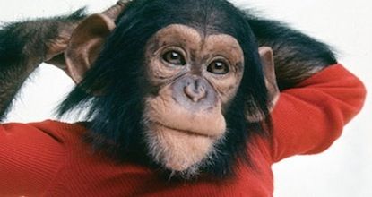 Project Nim - Film | Park Circus