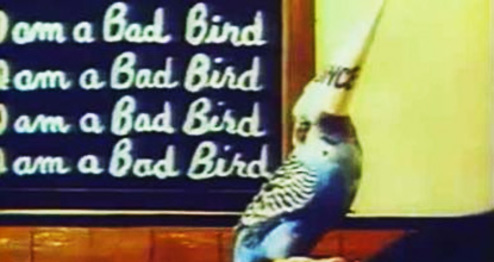 Bill And Coo - Film | Park Circus